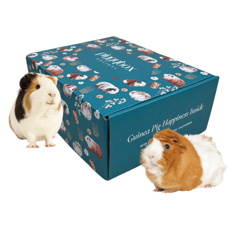Subscription Box for Guinea Pigs - My Site
