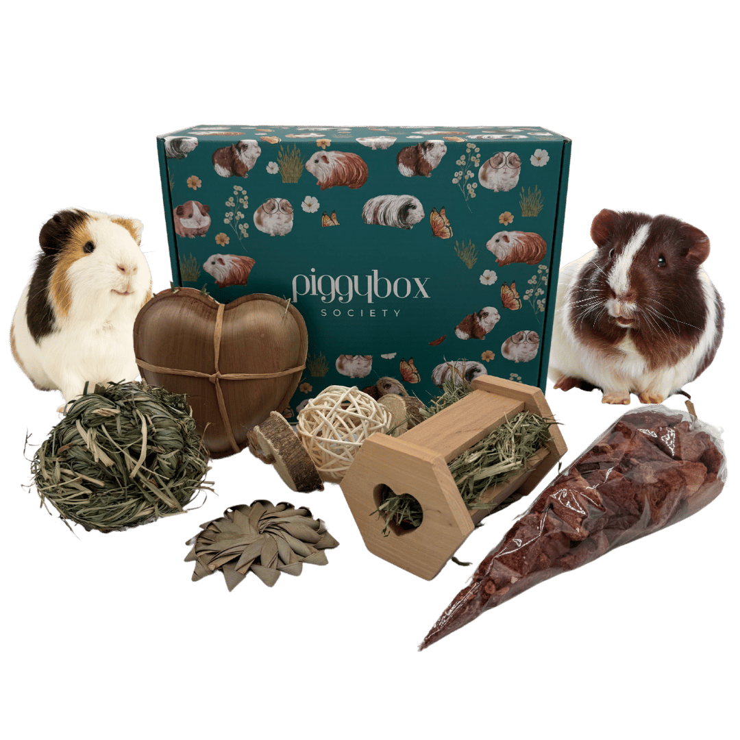 Subscription Box for Guinea Pigs - Bun-box-society