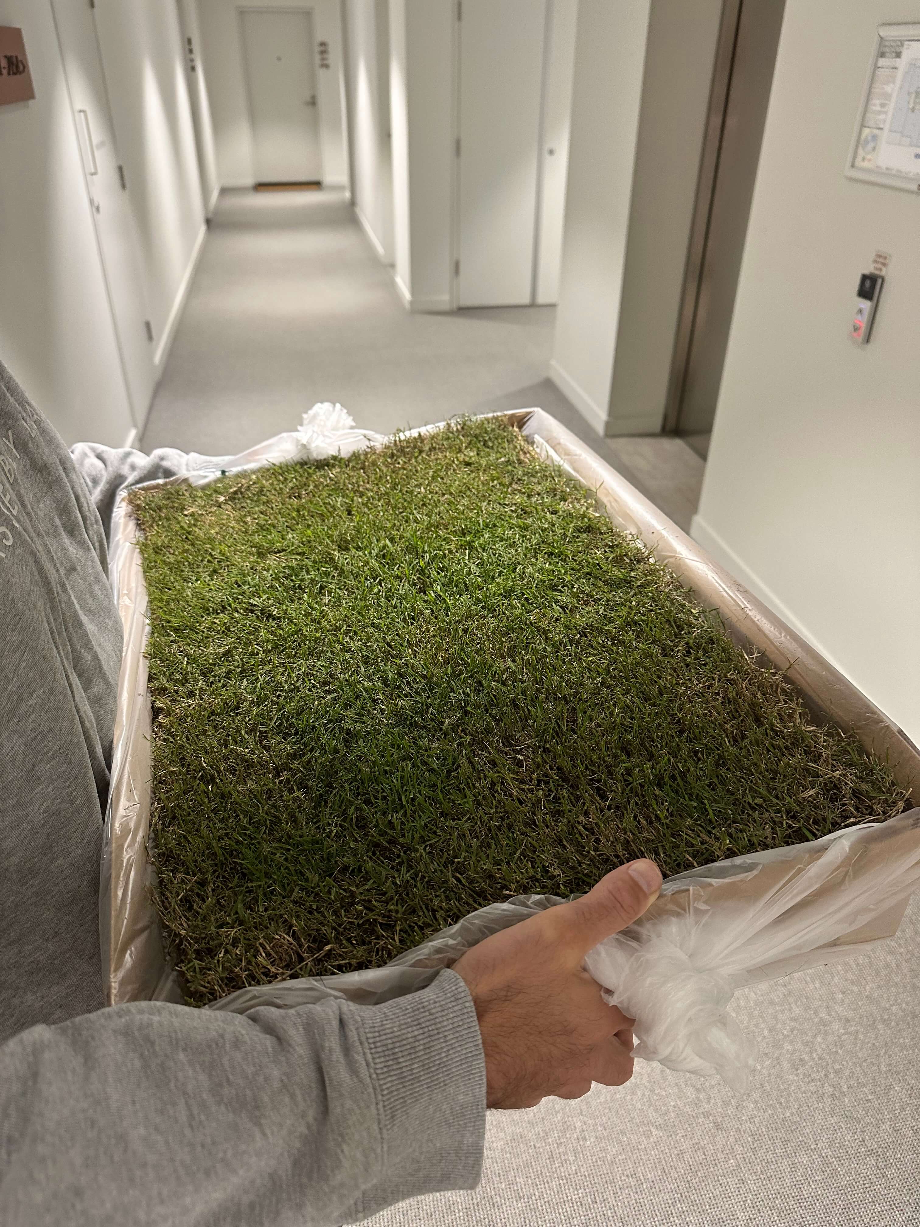 Subscription Real Grass Dog Potty - Buy Now - Franco-brings