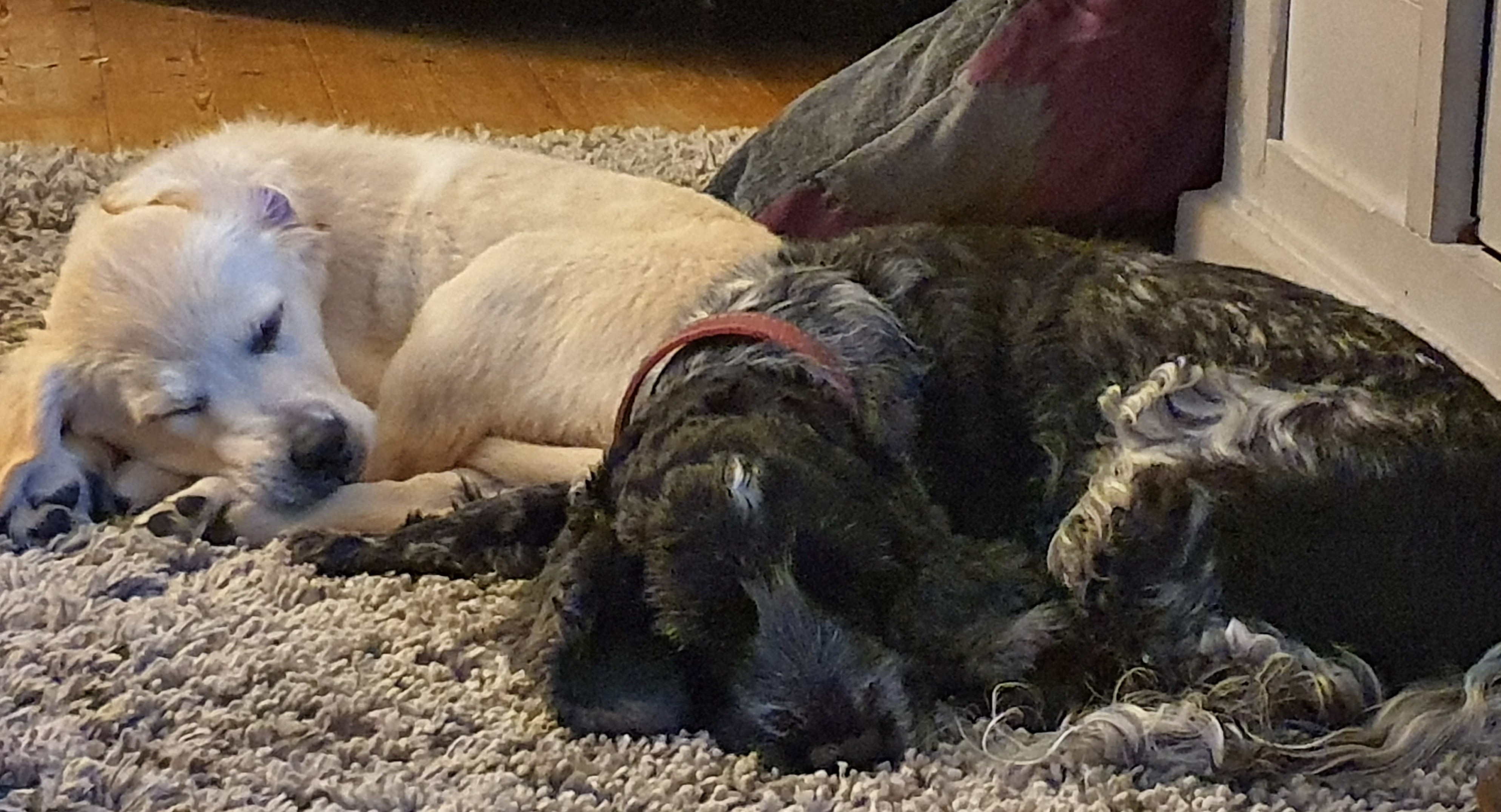 About - Molly-and-elsa-60213c97cd130