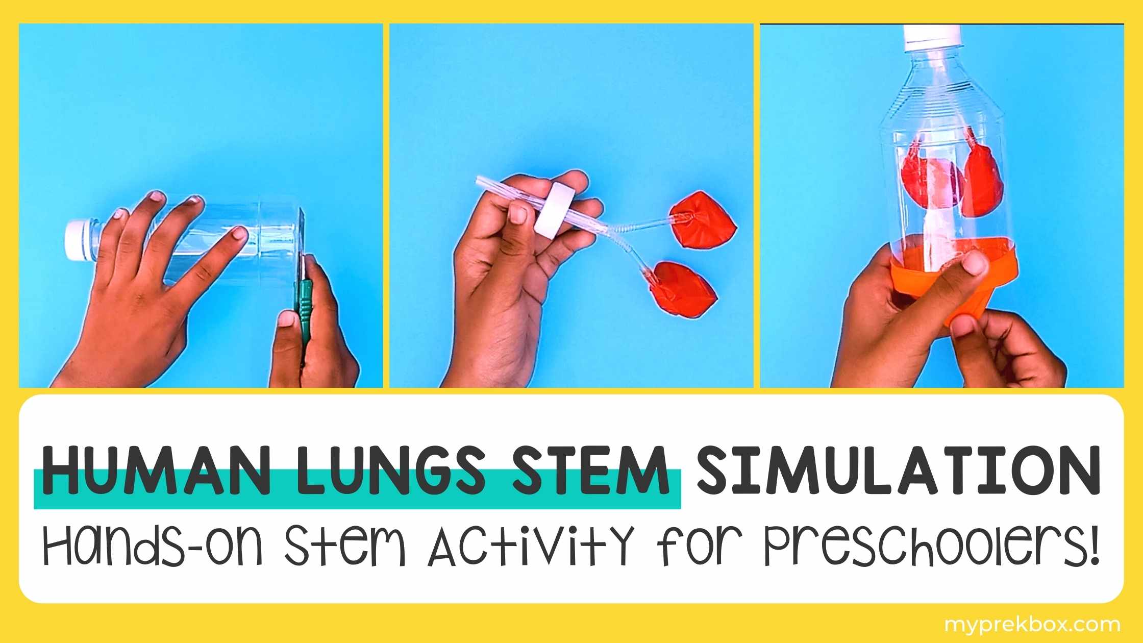 Human Lungs STEM Simulation