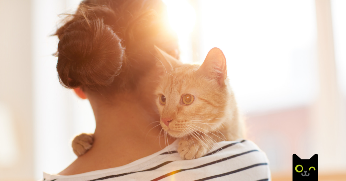 5 reasons why you should get a cat as a pet